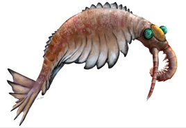 Anomalocaris | Prehistoric Wiki | Fandom