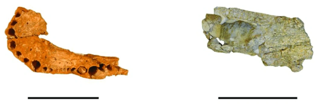 Eocaiman | Prehistoric Wiki | Fandom