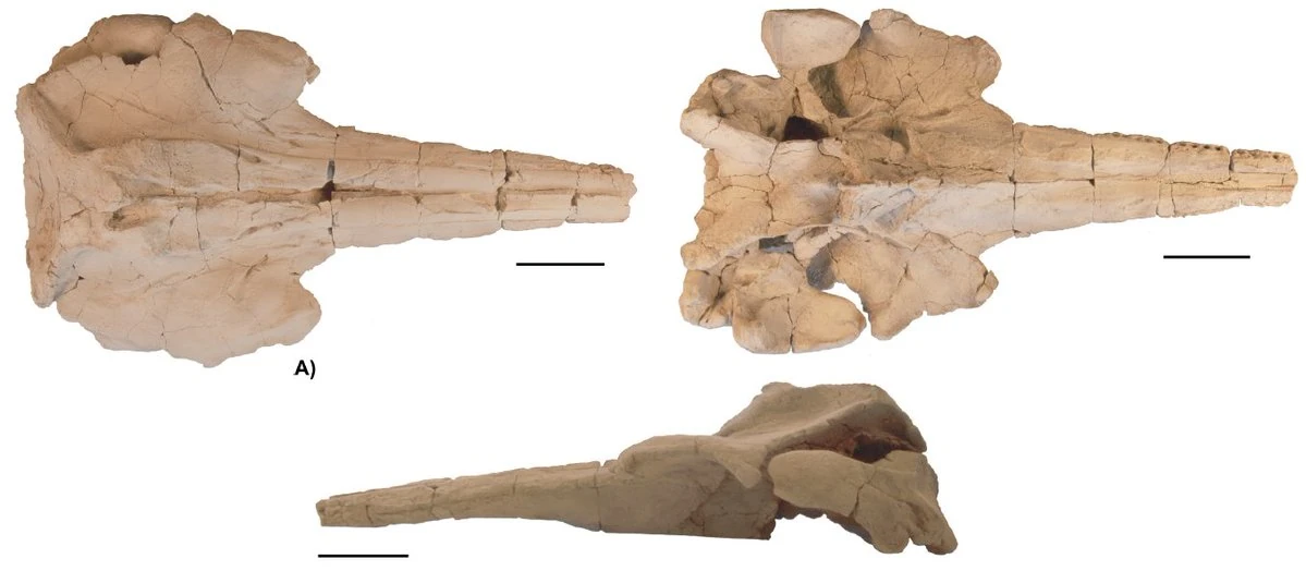 Perditicetus | Prehistoric Wiki | Fandom