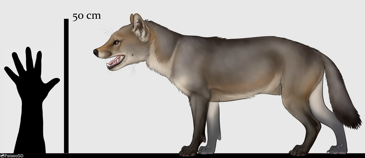 Tomarctus | Prehistoric Wiki | Fandom