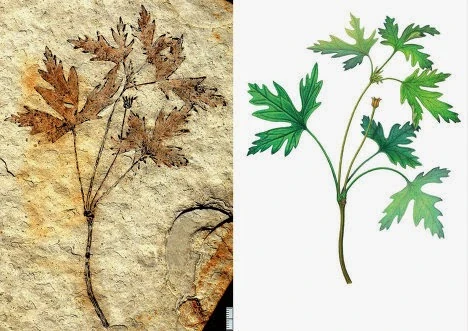 Leefructus | Prehistoric Wiki | Fandom