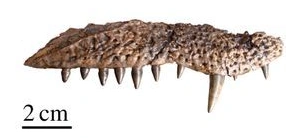 Pebas Paleosuchus | Prehistoric Wiki | Fandom