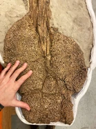 Zuul | Prehistoric Wiki | Fandom