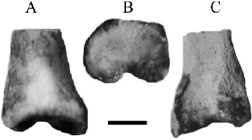 Aucornis | Prehistoric Wiki | Fandom
