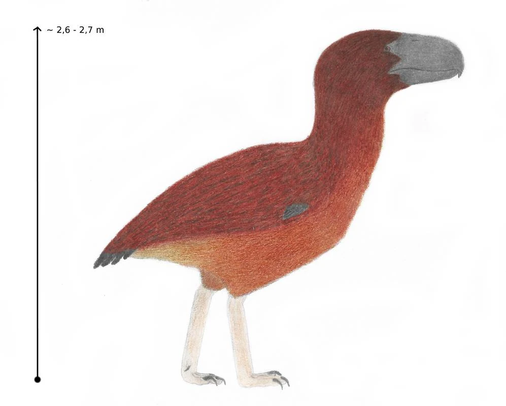 Physornis | Prehistoric Wiki | Fandom