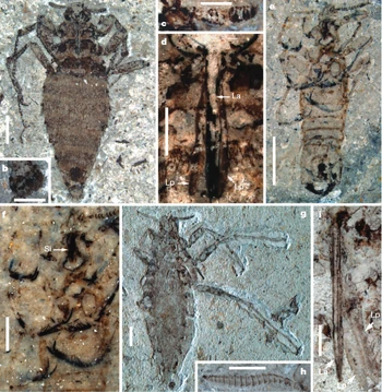 Jiulongshan Flea | Prehistoric Wiki | Fandom