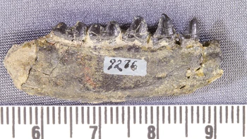 Tricentes | Prehistoric Wiki | Fandom