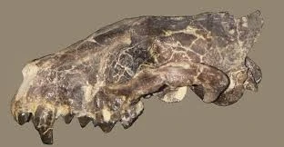 Philotrox | Prehistoric Wiki | Fandom