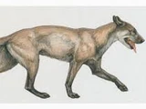 Category:Canids | Prehistoric Wiki | Fandom
