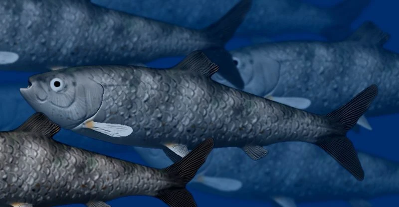 Knightia (fish) | Prehistoric Wiki | Fandom