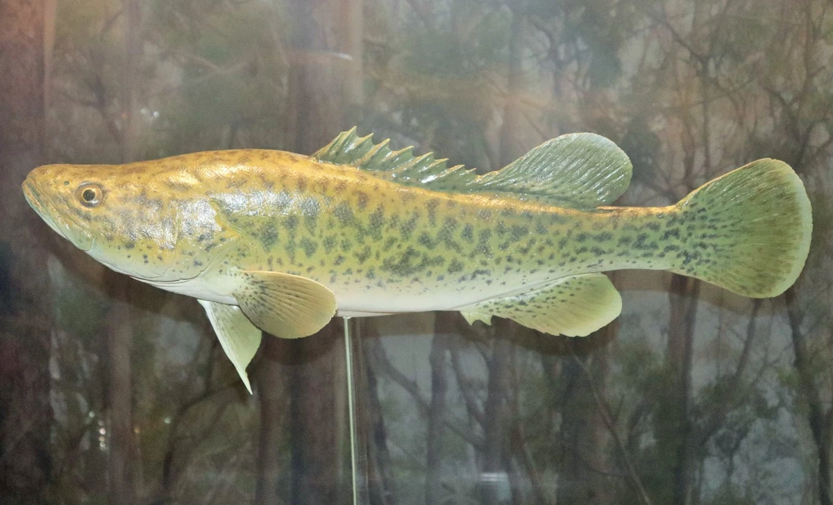 Brisbane River cod | Prehistoric Wiki | Fandom