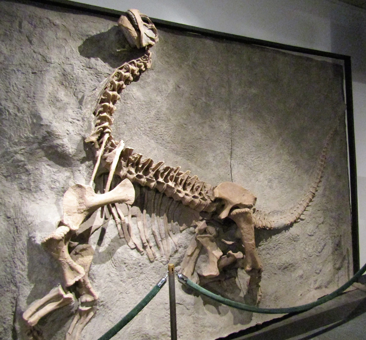 CM 11338 | Prehistoric Wiki | Fandom