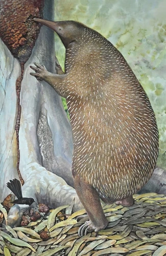 Murrayglossus | Prehistoric Wiki | Fandom