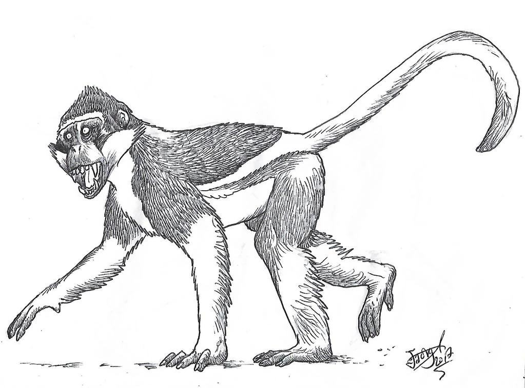 Cercopithecoides | Prehistoric Wiki | Fandom