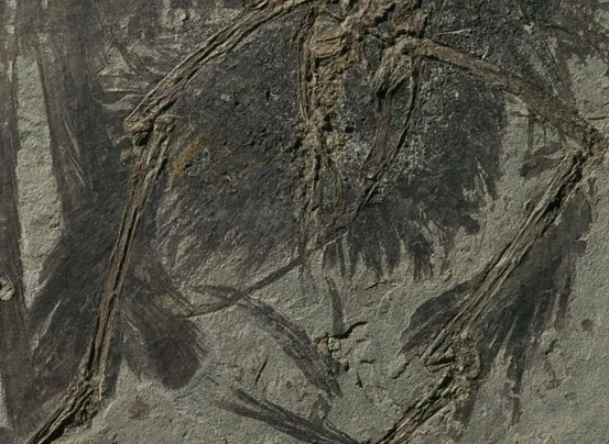 IVPP V 13939 | Prehistoric Wiki | Fandom