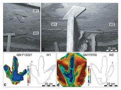 Kayentapus | Prehistoric Wiki | Fandom