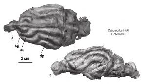 Osbornodon | Prehistoric Wiki | Fandom
