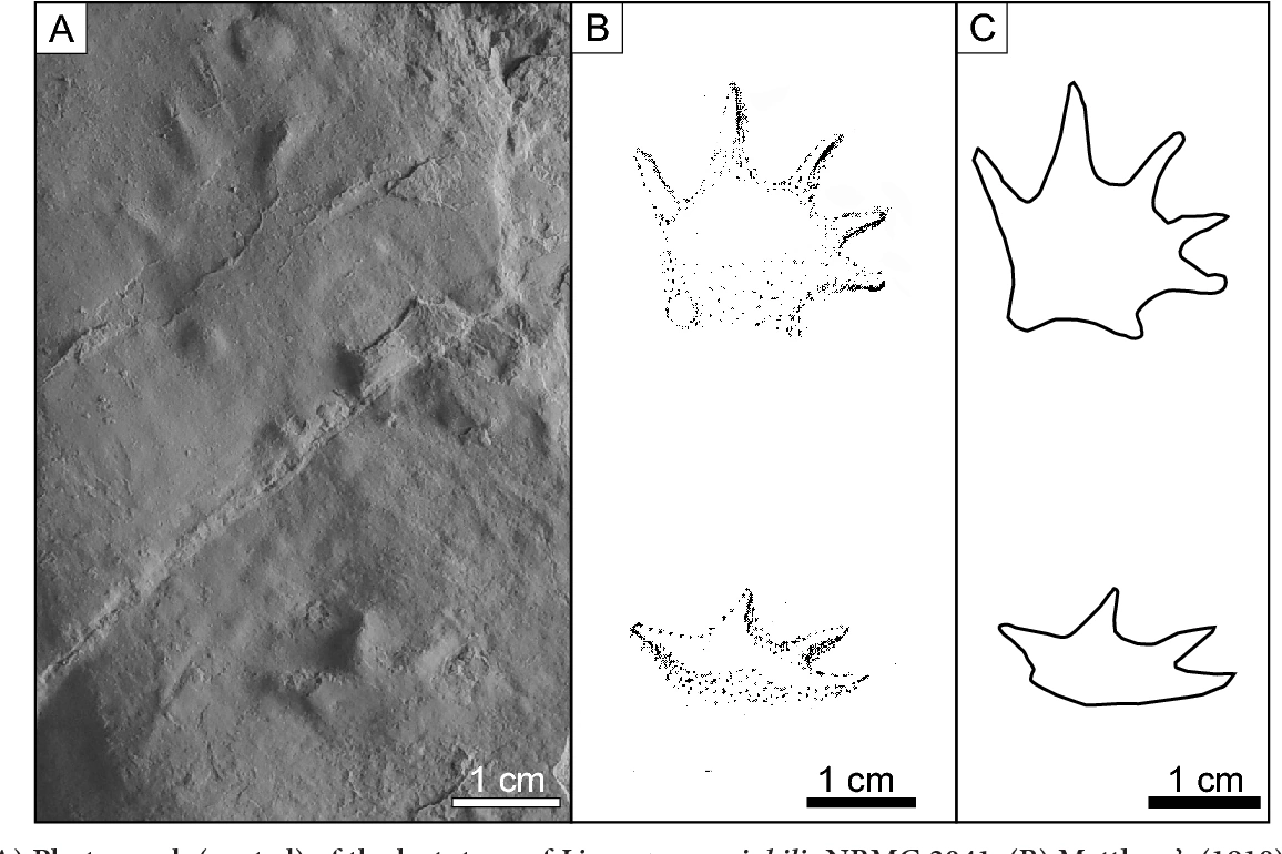 Category:Anthracosaur ichnogenera | Prehistoric Wiki | Fandom