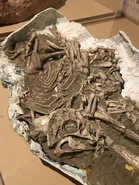 Oksoko | Prehistoric Wiki | Fandom