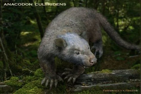 Anacodon | Prehistoric Wiki | Fandom