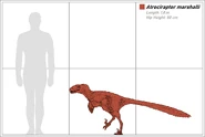 Atrociraptor | Prehistoric Wiki | Fandom