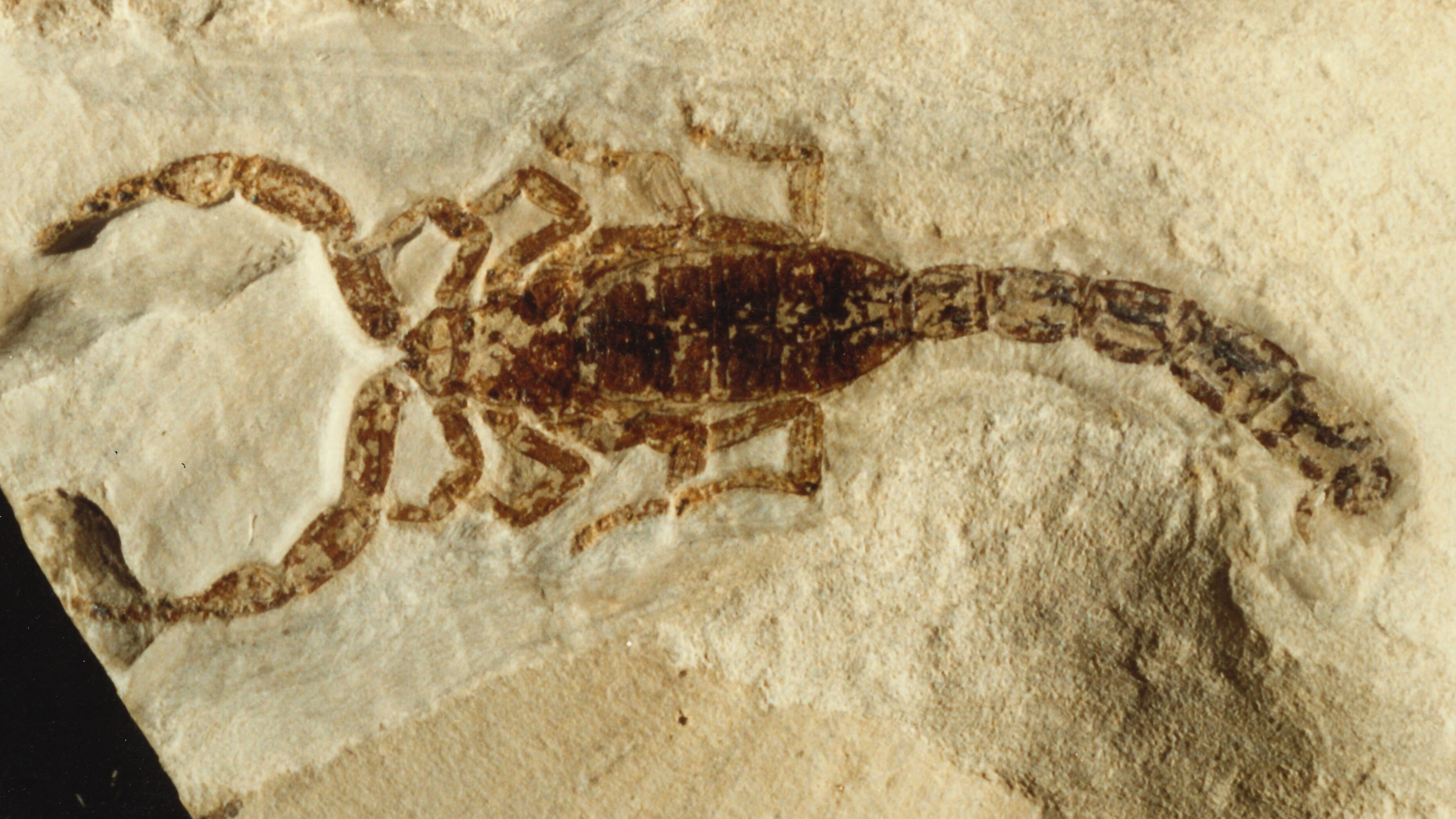 Marine Scorpion