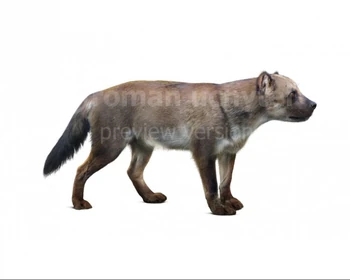 Borophagus | Prehistoric Wiki | Fandom