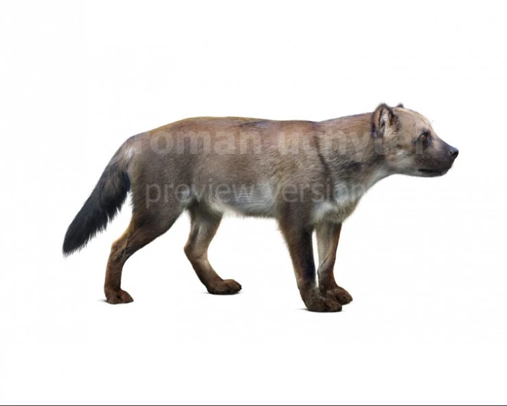 Borophagus | Prehistoric Wiki | Fandom