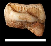 Procoptodon | Prehistoric Wiki | Fandom