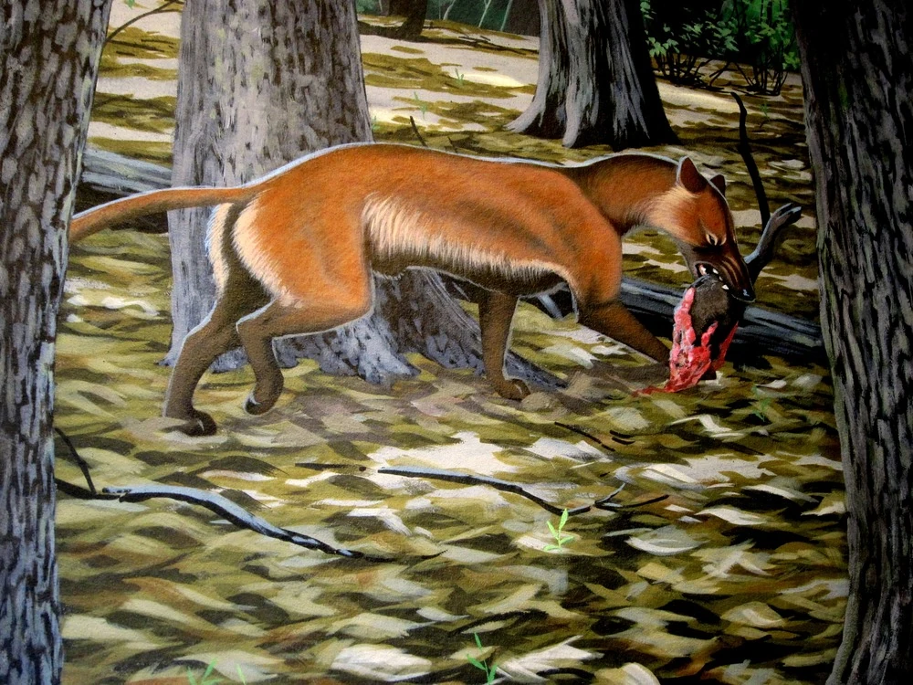 Cormocyon | Prehistoric Wiki | Fandom