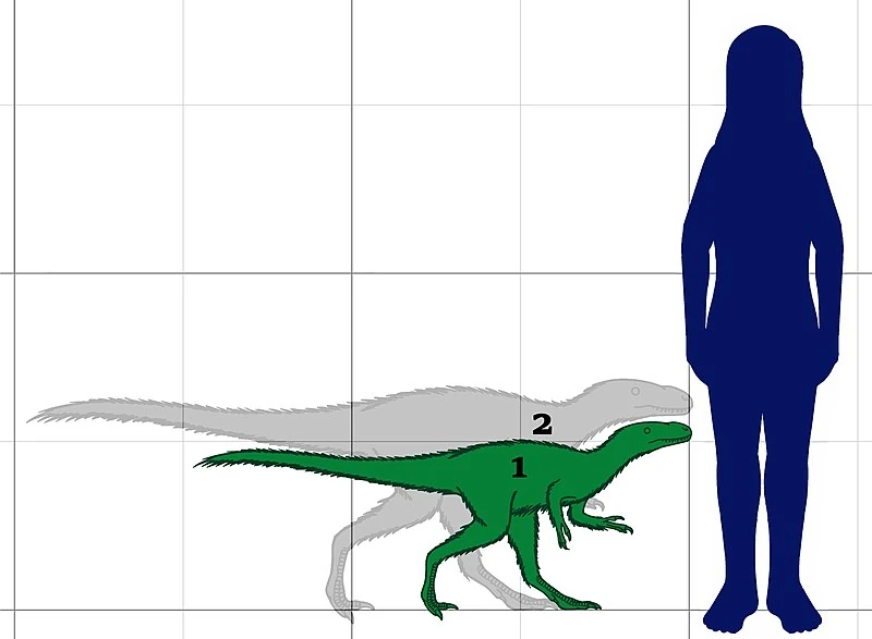 Dilong | Prehistoric Wiki | Fandom