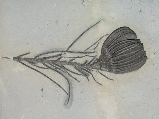 Gennaeocrinus | Prehistoric Wiki | Fandom