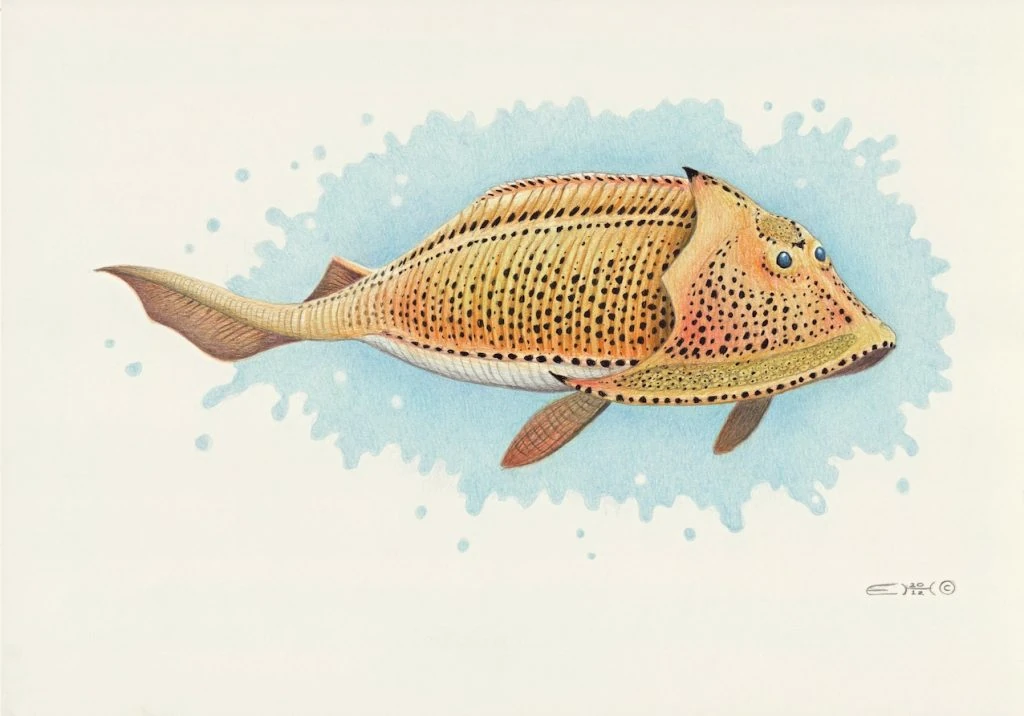 Cephalaspis | Prehistoric Wiki | Fandom