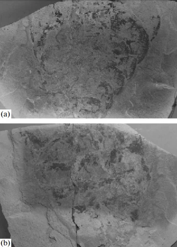 Kuonamka Formation Dinocarida | Prehistoric Wiki | Fandom