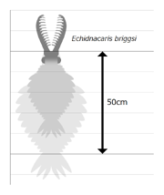 Echidnacaris | Prehistoric Wiki | Fandom