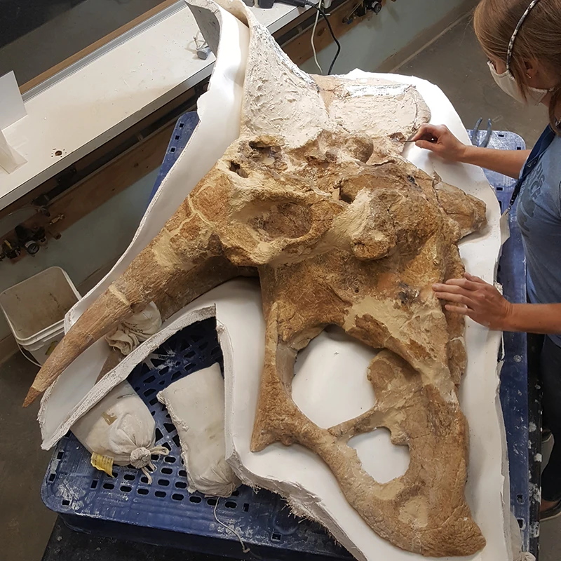 Pops | Prehistoric Wiki | Fandom