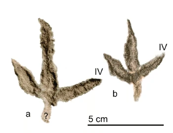 Trisauropodiscus | Prehistoric Wiki | Fandom
