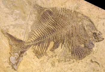 Coelodus | Prehistoric Wiki | Fandom