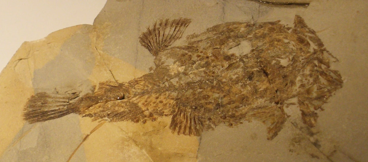 Category:Anglerfish | Prehistoric Wiki | Fandom