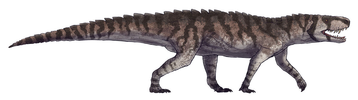 Rauisuchus Prehistoric Wiki Fandom