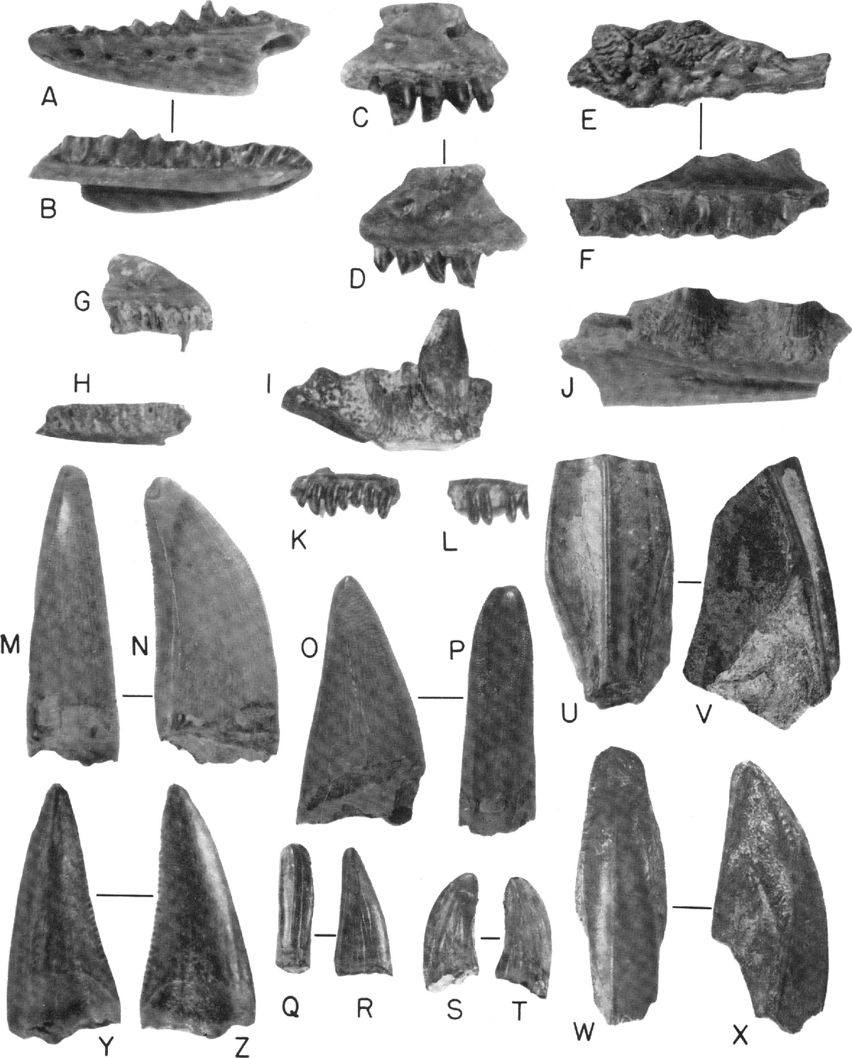 Paraderma | Prehistoric Wiki | Fandom