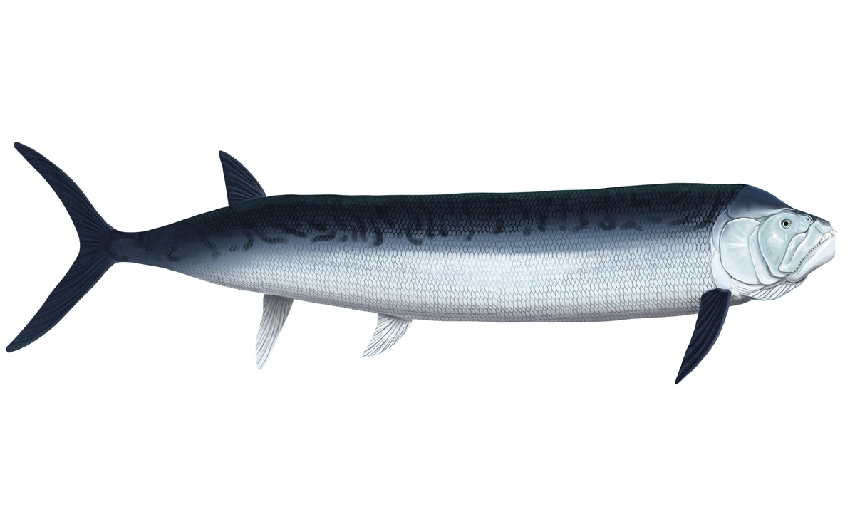 Xiphactinus | Prehistoric Wiki | Fandom