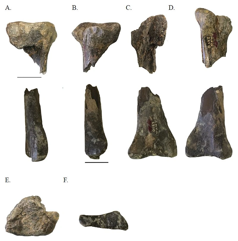 Teihivenator | Prehistoric Wiki | Fandom