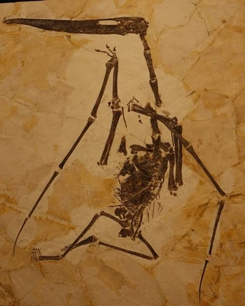 Undescribed Moganopterus-like specimen | Prehistoric Wiki | Fandom
