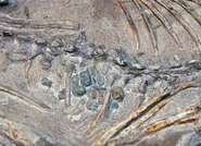 Psittacosaurus | Prehistoric Wiki | Fandom