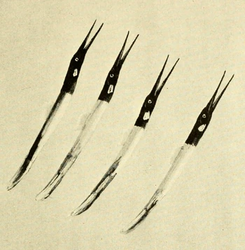 Untouchable Bathysphere fish | Prehistoric Wiki | Fandom