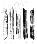 Homo pekinensis | Prehistoric Wiki | Fandom