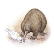 Murrayglossus | Prehistoric Wiki | Fandom