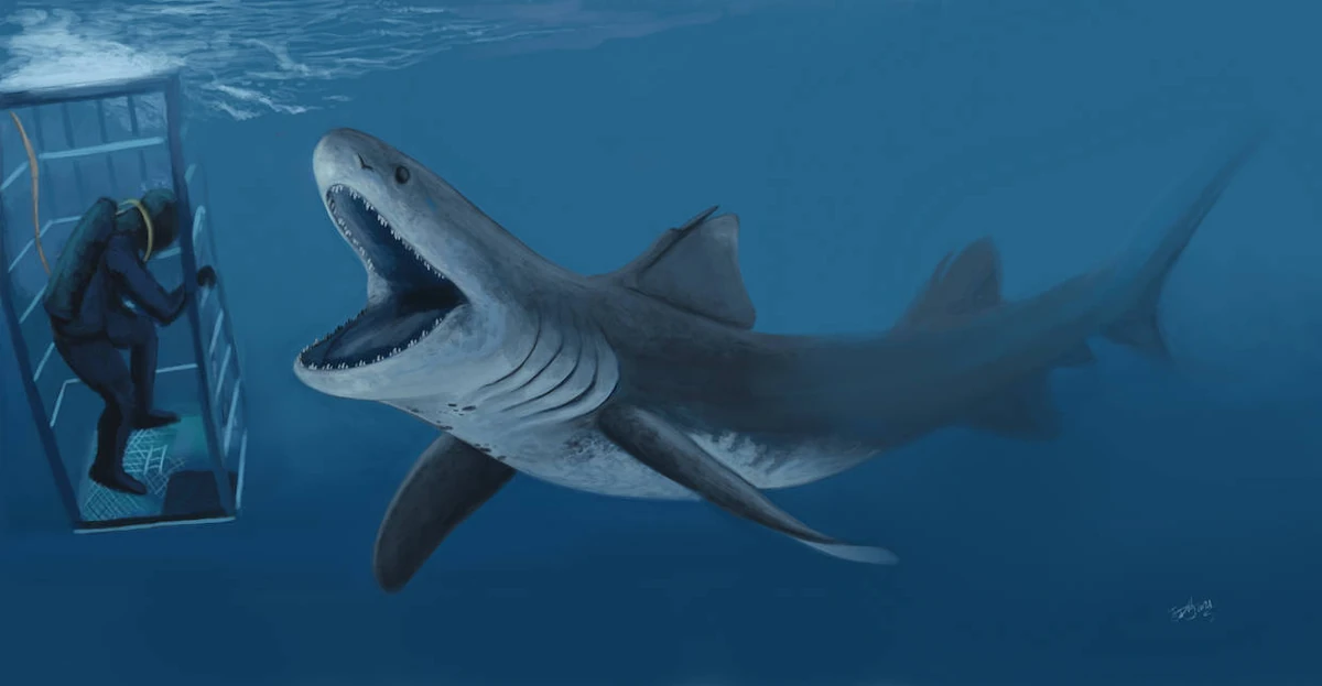 Category:Ctenacanthiforms | Prehistoric Wiki | Fandom