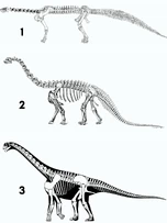 Camarasaurus | Prehistoric Wiki | Fandom